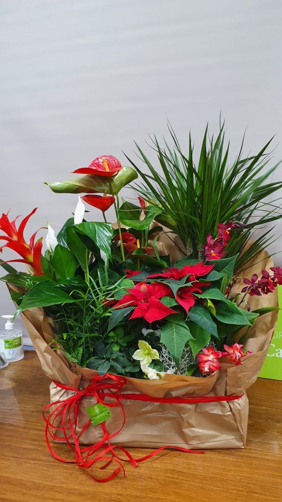 Box plantas Mix - Floristería Palma de Mallorca